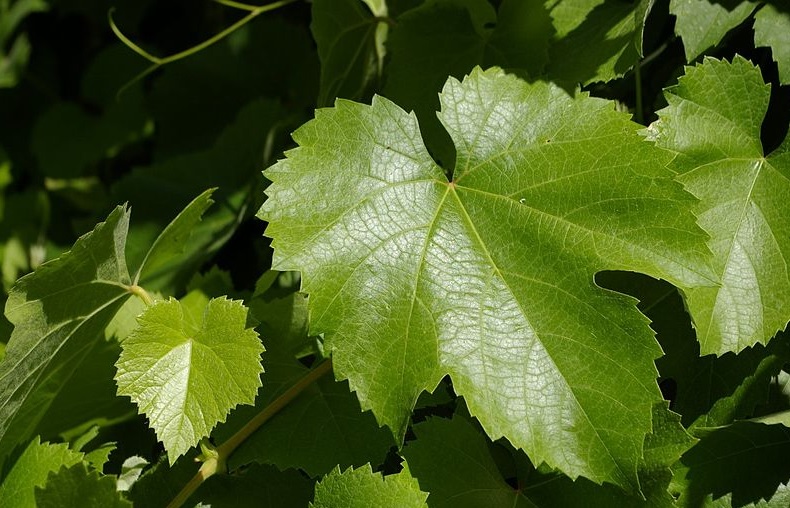 Vitis-californica.html